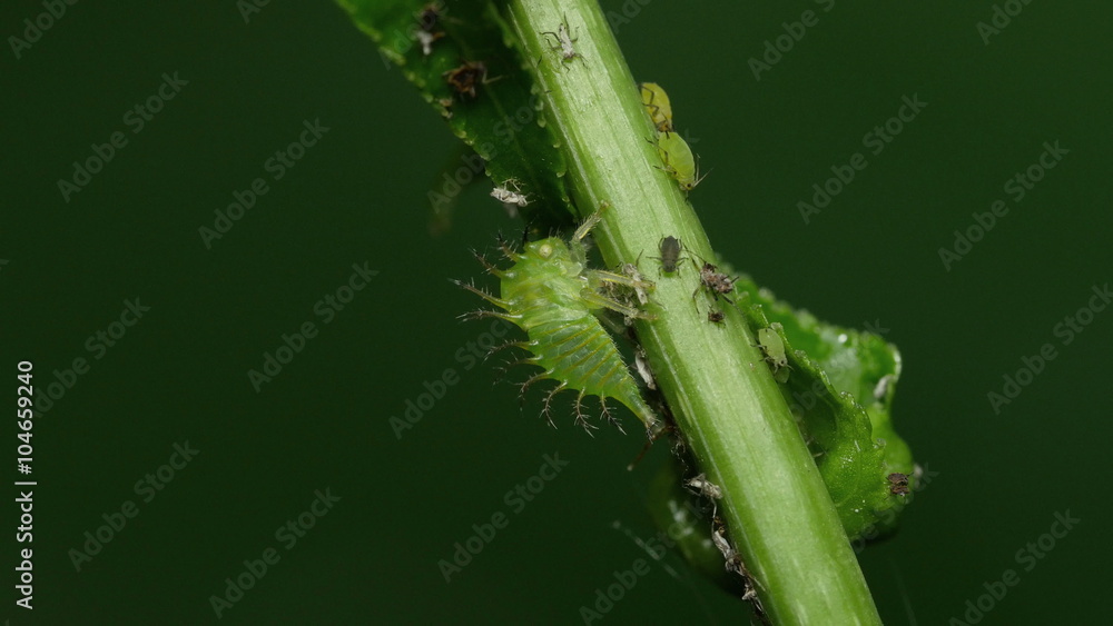 4K Buffalo Treehopper (Ceresa alta) Nymph and Aphids 1 Stock Video ...