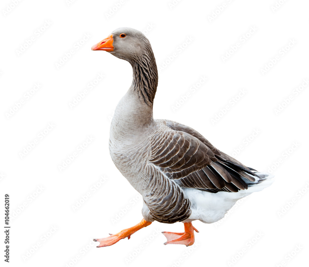 A grey goose, isolated on white background Stock Photo | Adobe Stock