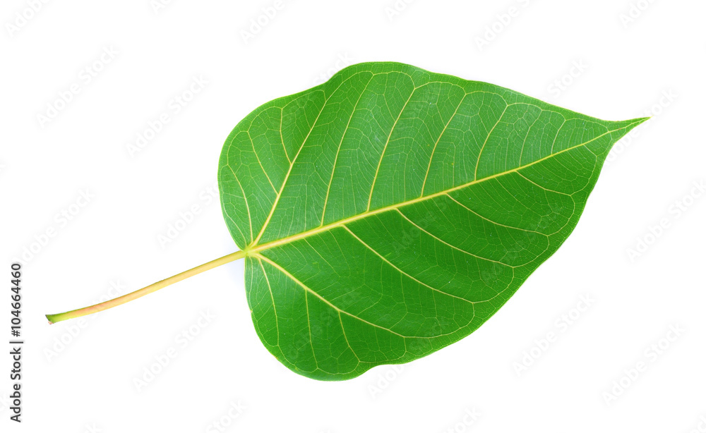 Green bodhi leaf vein on white background Stock Photo | Adobe Stock