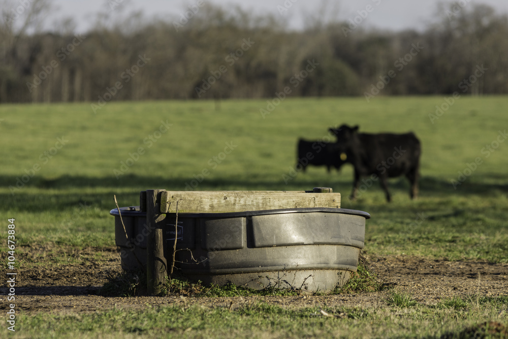 Water tank with cattle in background Stock Photo | Adobe Stock