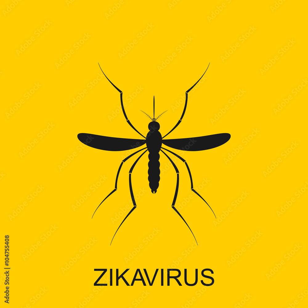 Zika mosquito vector. Virus alert. Aedes Aegypti isolated on white ...