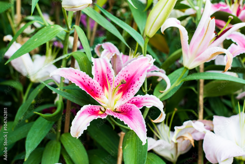 Zephyranthes flower. Common names for species in this genus include ...