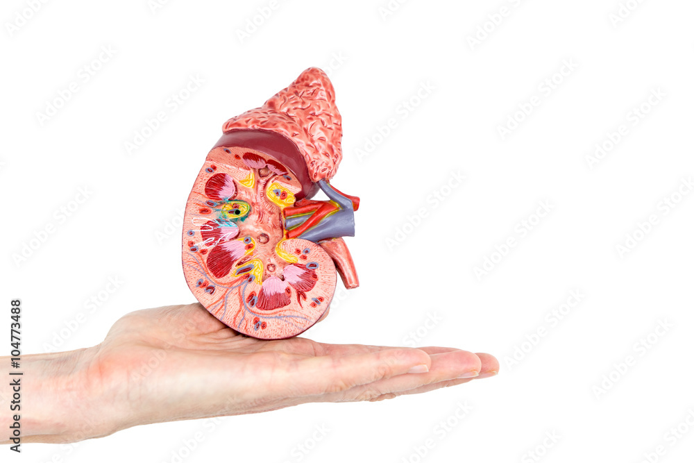 Flat hand showing model with inside of human kidney Stock Photo | Adobe ...