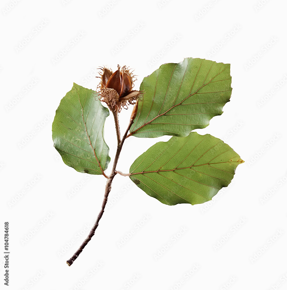 Foto Stock Buchecker am Buchenzweig | Adobe Stock