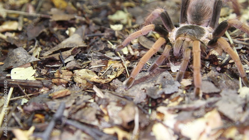 Colombian Giant Red-leg Tarantula (Megaphobema robustum) Stock Video ...