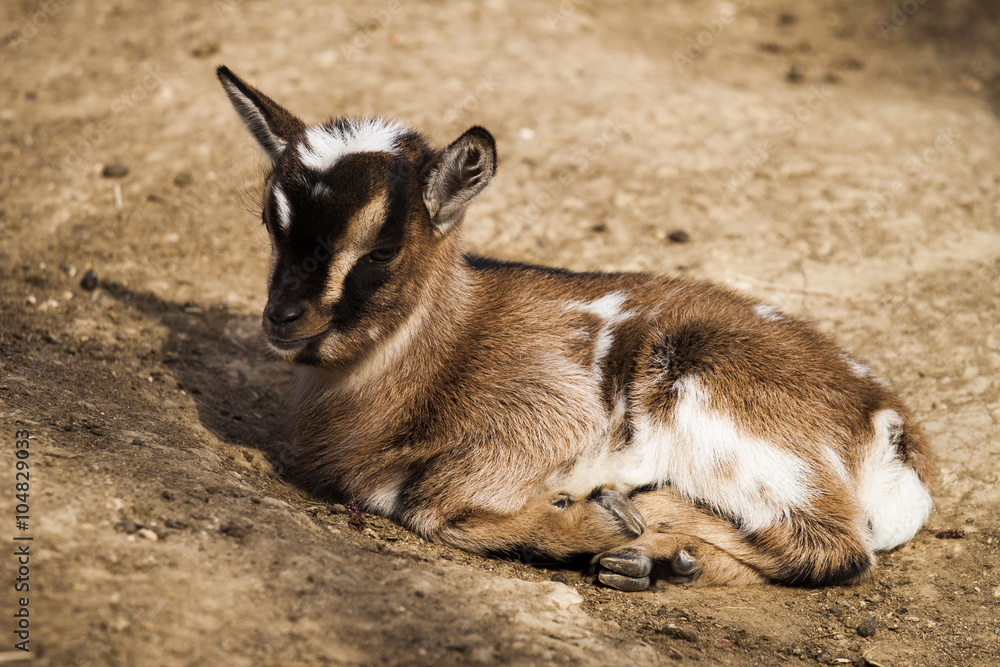 jeune cabri couché Stock Photo | Adobe Stock