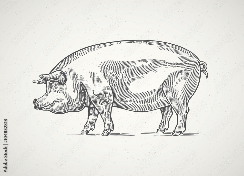 Pig in graphic style. Drawing by hand. Stock Vector | Adobe Stock