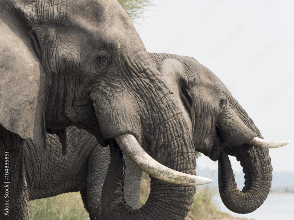 Elefante africano Stock Photo | Adobe Stock