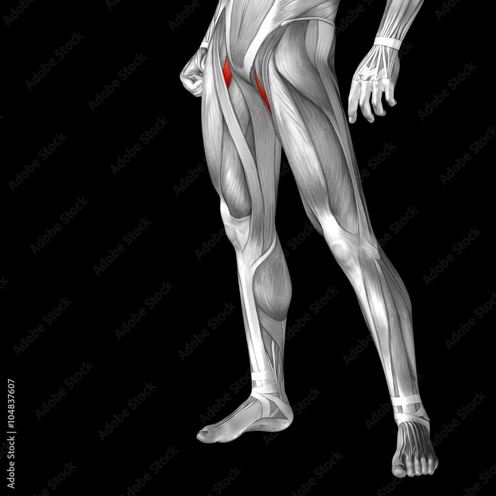 Conceptual 3D human front upper leg muscle anatomy Stock Illustration ...