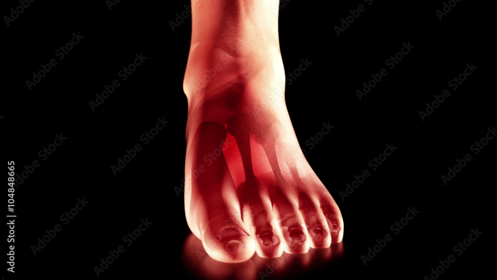 Bones of the Foot. Camera rotates 360 degrees. Seamless Loop, 4k ...