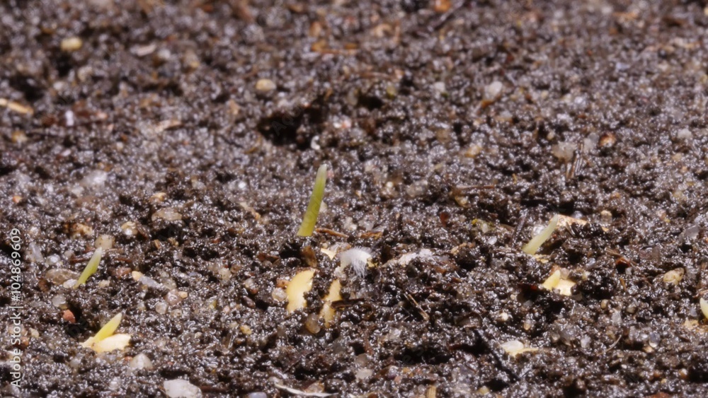 Time lapse of wheat grain germination and growing Stock Video | Adobe Stock