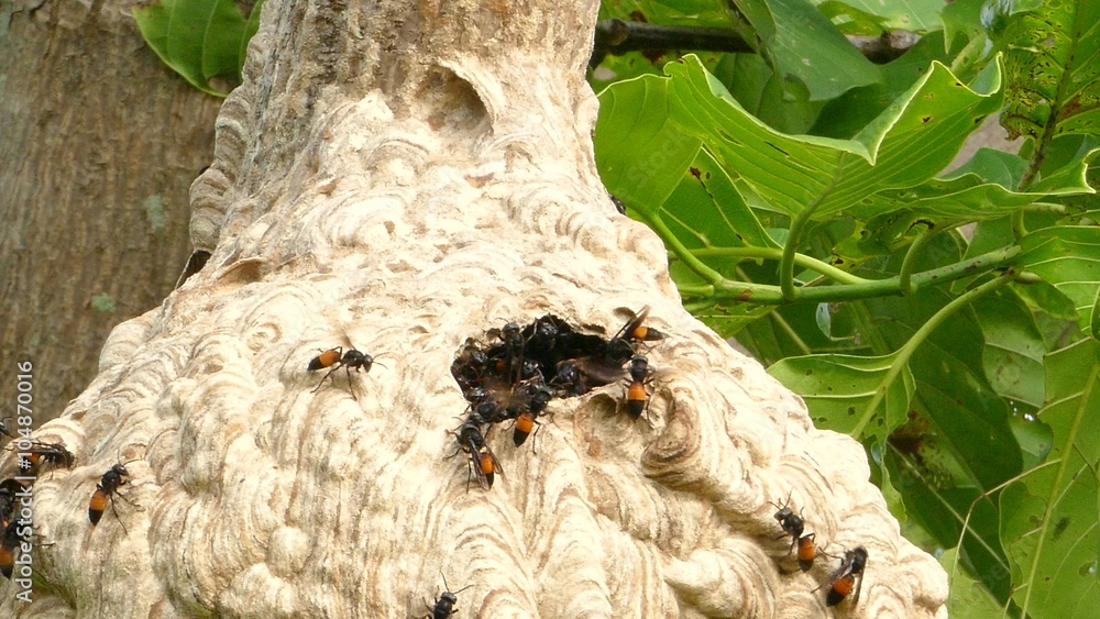 Wasps building a nest on tree in tropical rain forest. Stock Video ...