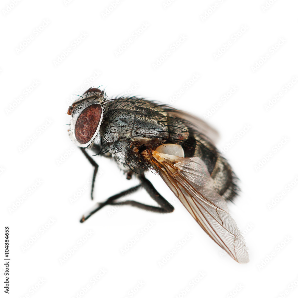 One dead fly isolated on white Stock Photo | Adobe Stock
