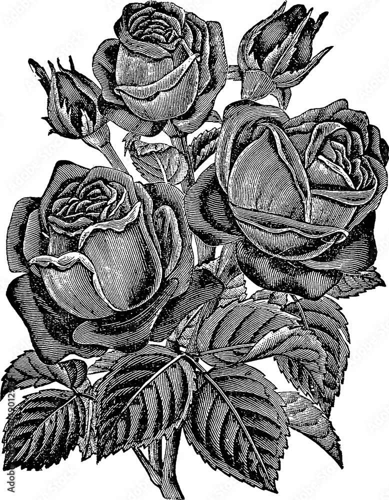 Vintage drawing rose Stock Illustration | Adobe Stock