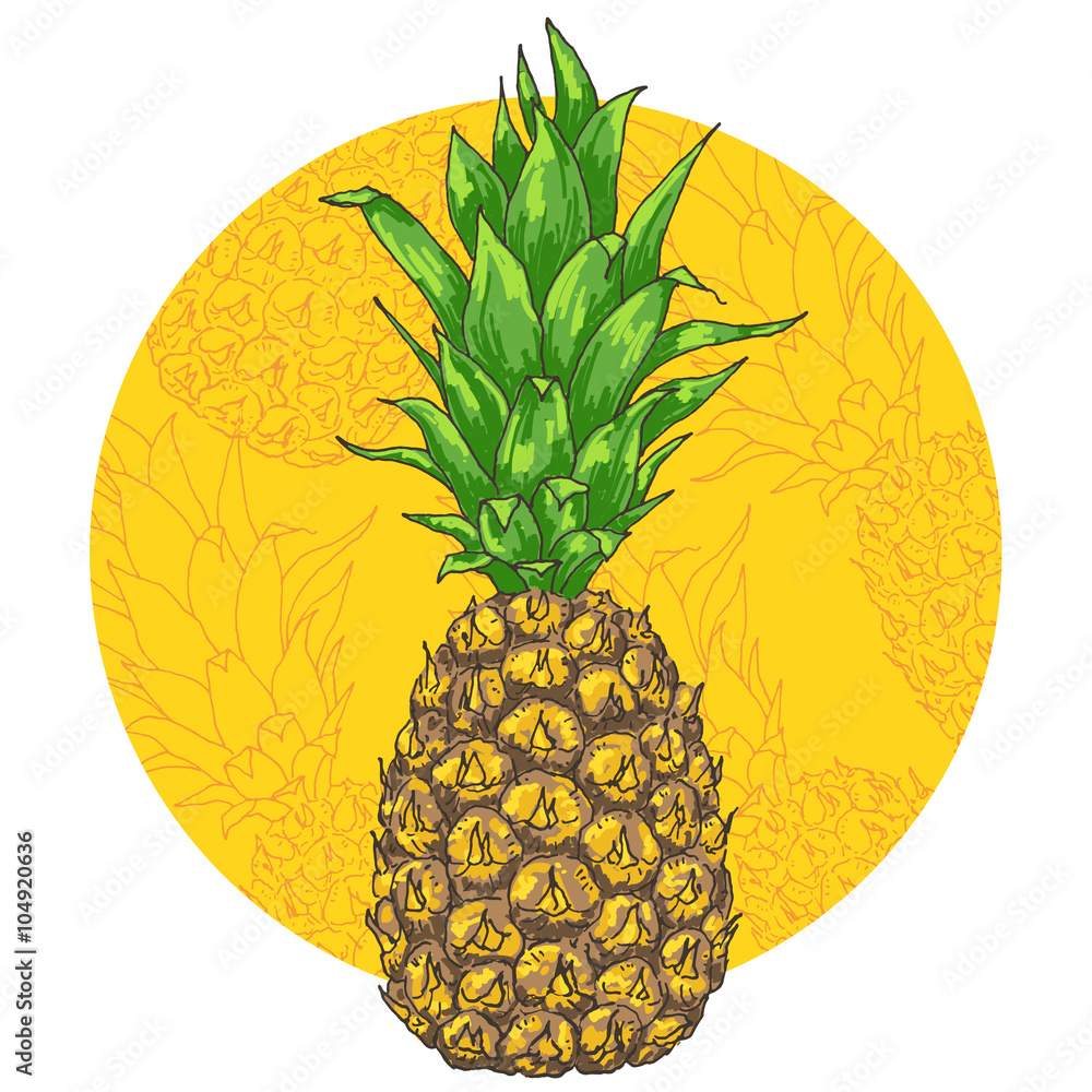 Vector pineapple illustration, hand drawn ananas sketch with yellow ...