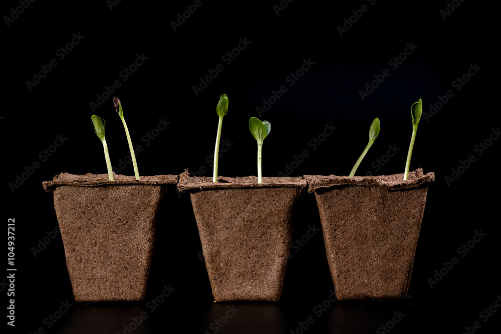 three pots with seedlings Stock Photo | Adobe Stock