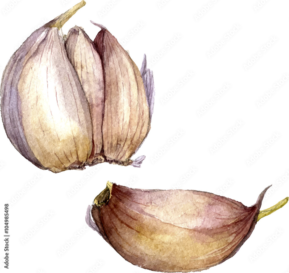 watercolor drawing garlic Stock Vector | Adobe Stock