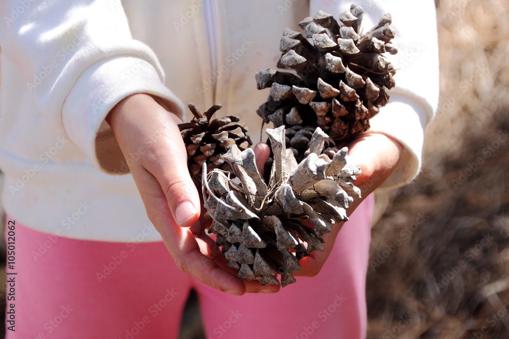 Girl picking pinecones, Niña recogiendo piñas de pino Stock Photo ...
