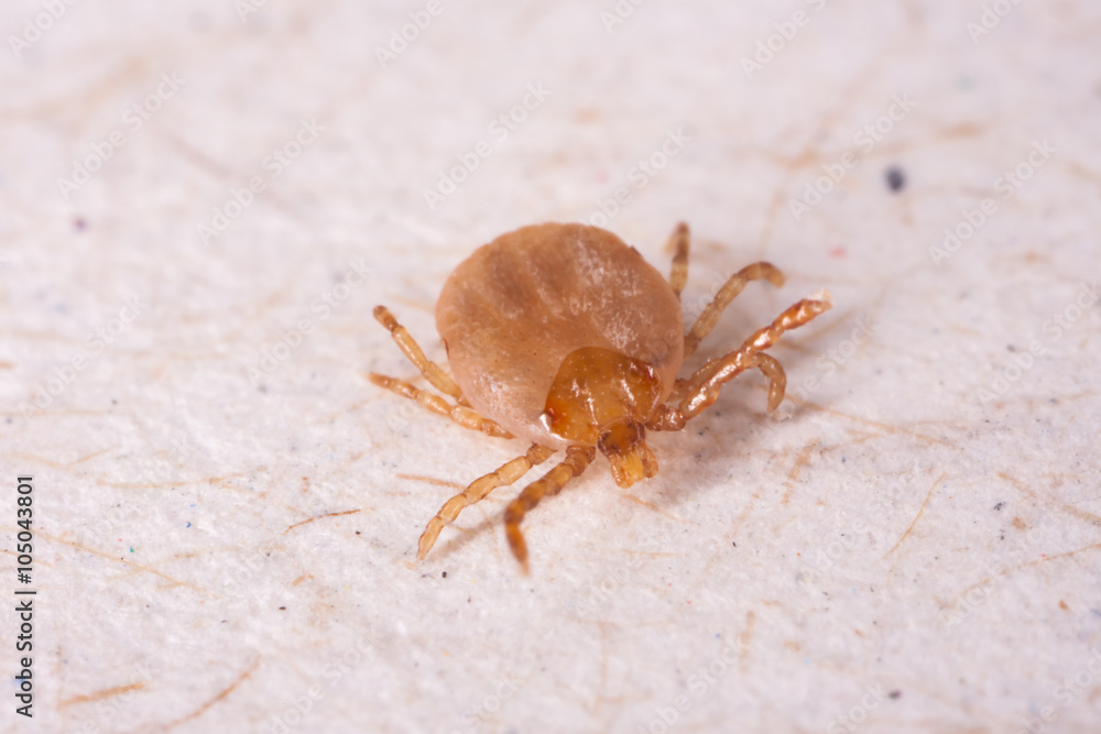 Tick in white background Stock Photo | Adobe Stock