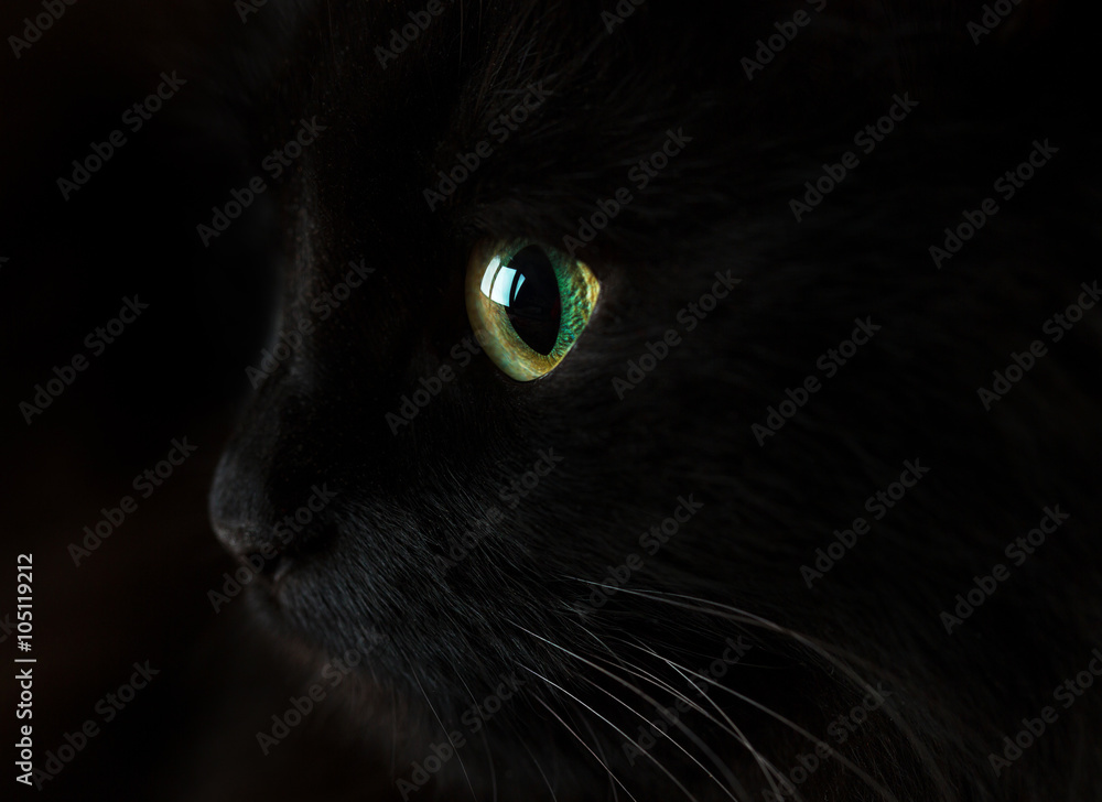 Cute muzzle of a black cat Stock Photo | Adobe Stock