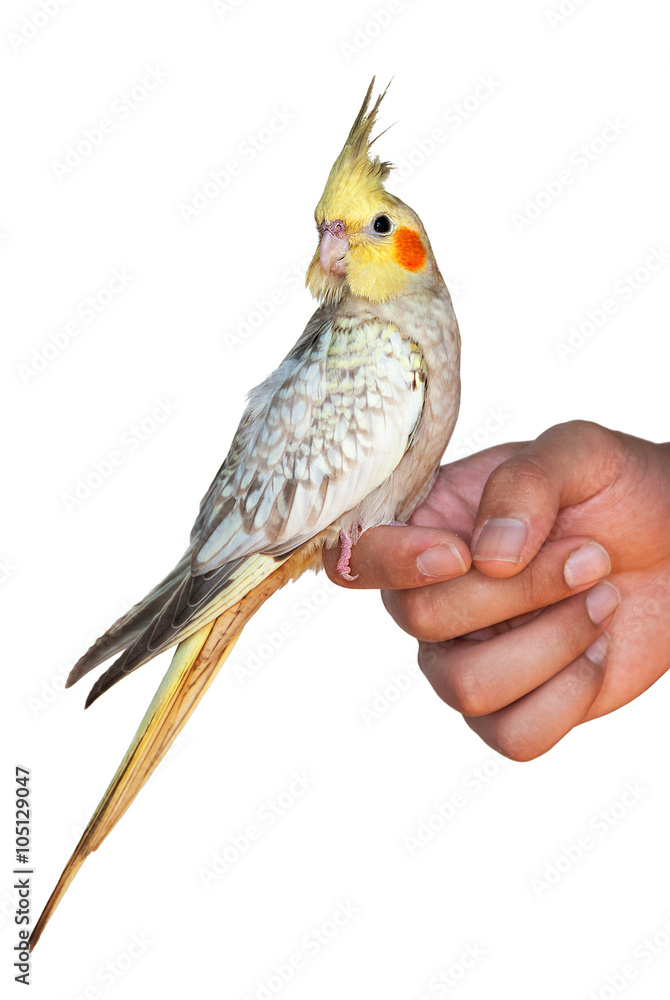 A cockatiel sitting on a human hand isolated on white background Stock ...