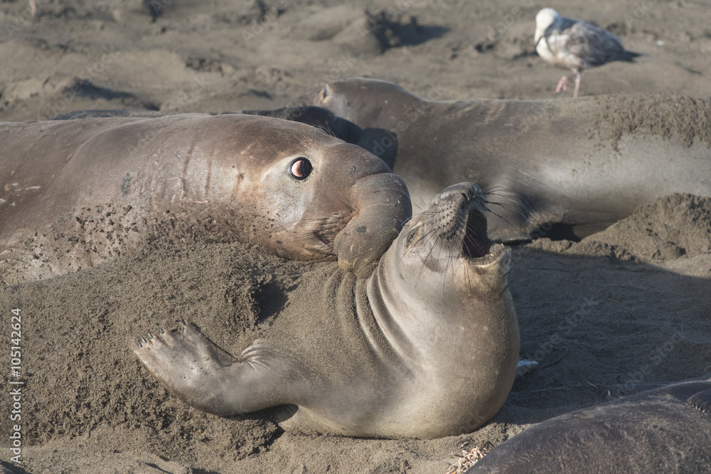 Northern Elephant Seal Bull and Cow at Piedras Blancas Elephant Seal ...