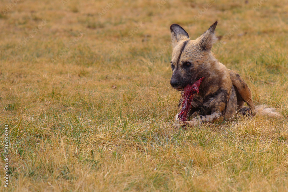 Who Eats African Wild Dogs