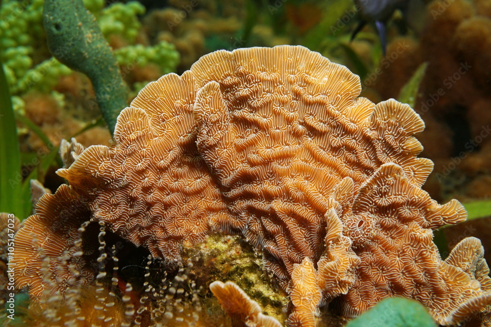 Underwater marine life, thin leaf lettuce coral, Agaricia tenuifolia, close-up, Caribbean sea ...