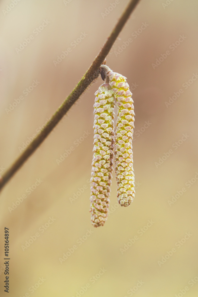 Gemeine Hasel - Corylus avellana - männliche Blüten in einer ...
