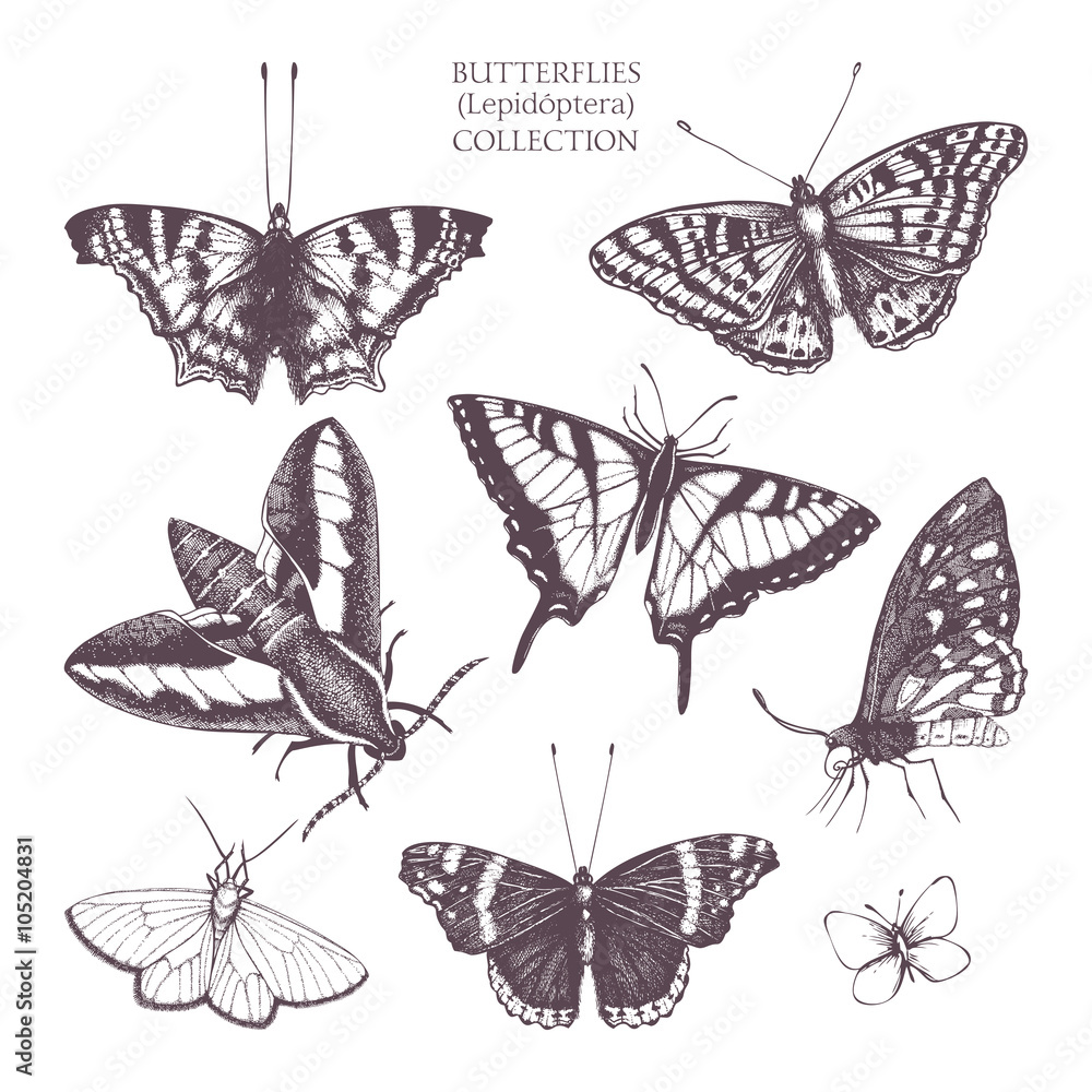 Vintage collection of ink hand drawn butterflies illustration ...