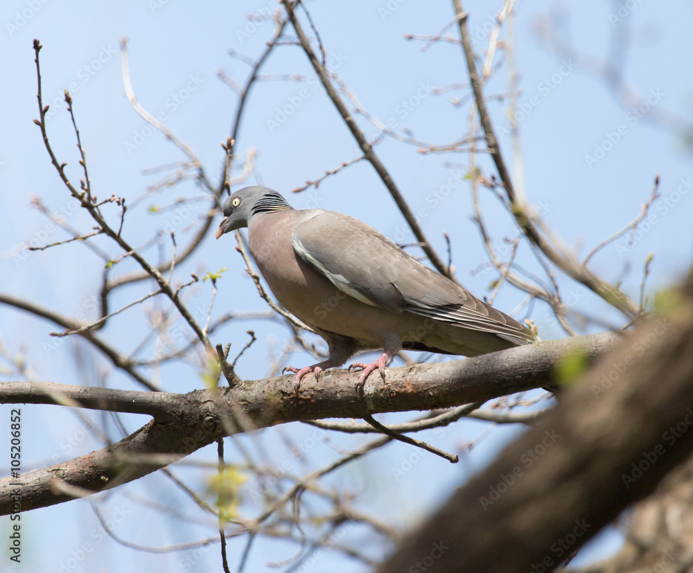 dove on the tree in nature Stock Photo | Adobe Stock