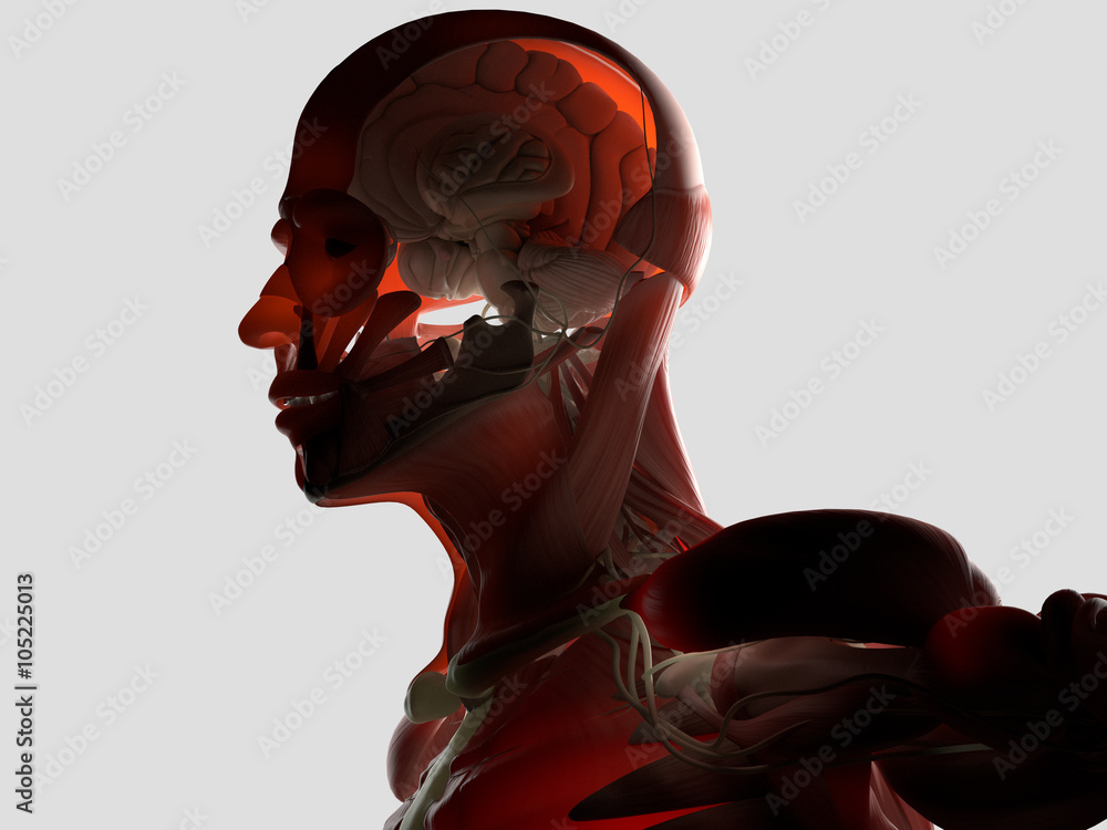 Human anatomy of side of head showing brain. Back-lit on light ...