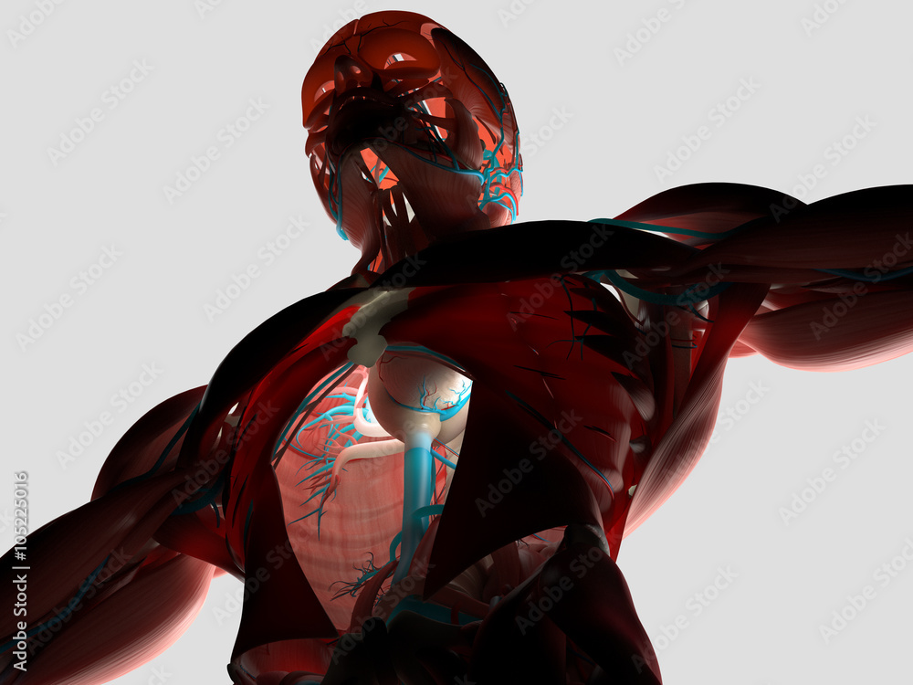 Human anatomy of front torso. Low angle. Back-lit on light background ...