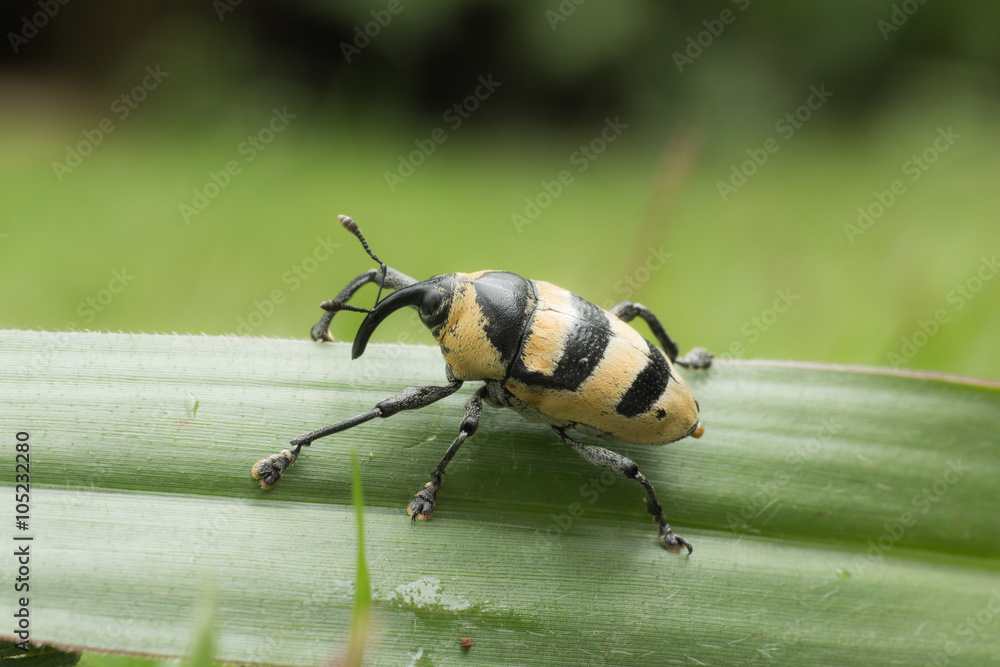 Inseto Brasileiro Este tipo de inseto é muito comum no Brasil. Stock ...