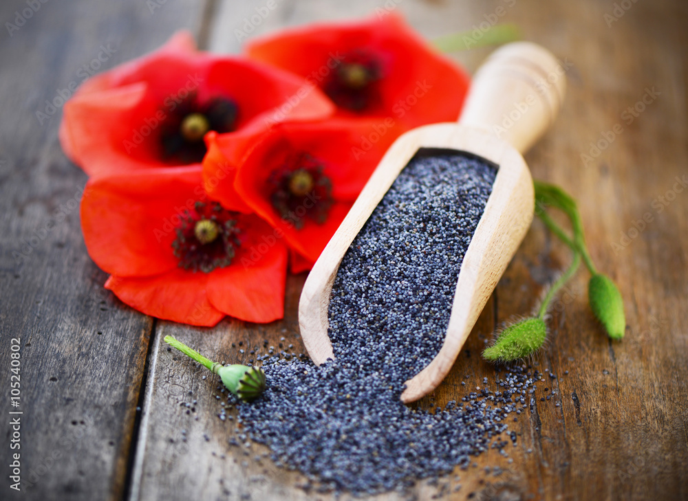 Blaumohn Stock-Foto | Adobe Stock