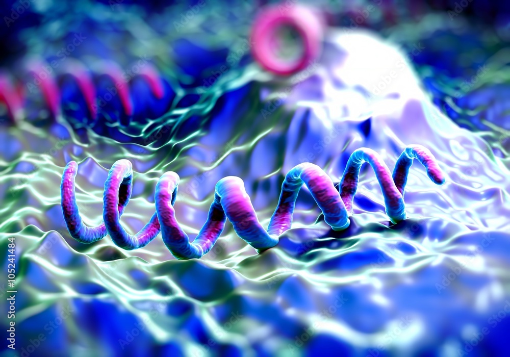 Treponema pallidum bacteria ilustração do Stock | Adobe Stock