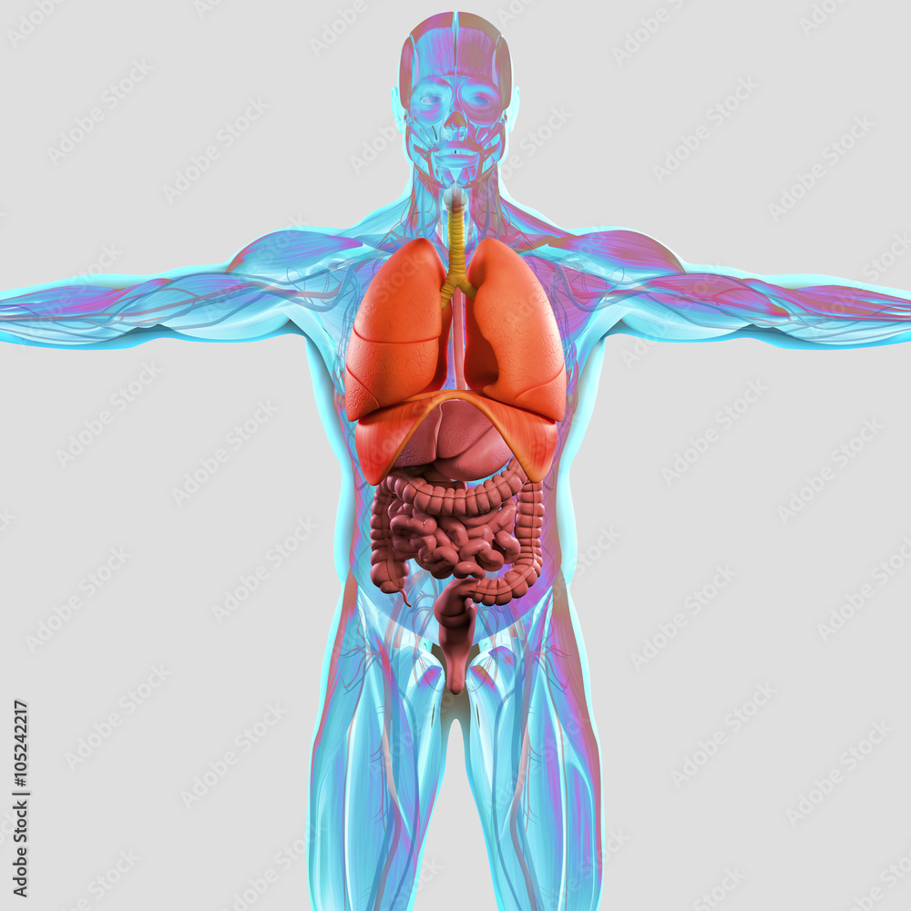 3d View Of Human Anatomy