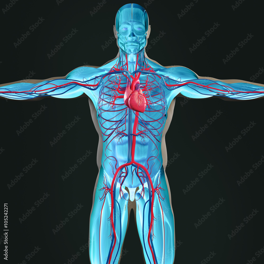 Human anatomy 3D futuristic scan technology with xray-like view of ...