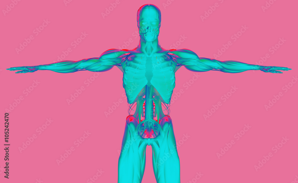 Human anatomy 3D futuristic scan technology with xray-like view of ...