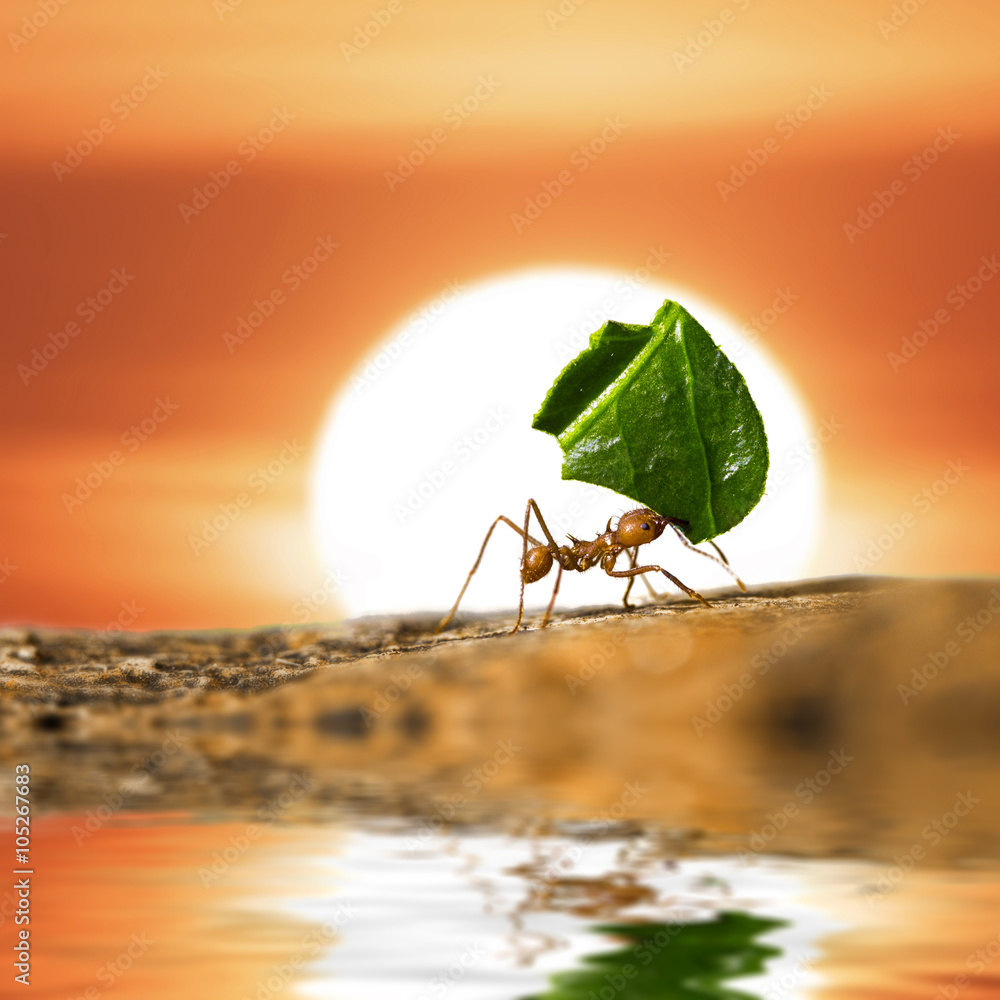 Leaf-cutter ant carrying leaf piece on sunset background Stock Photo ...