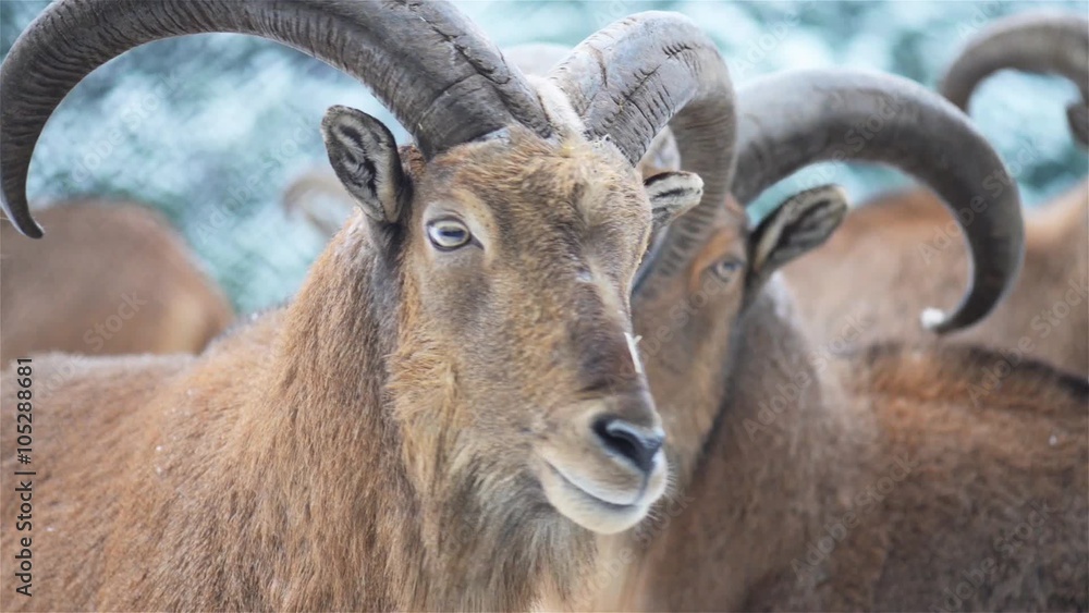 Barbary sheep (Ammotragus lervia) is a species of caprid (goat-antelope ...