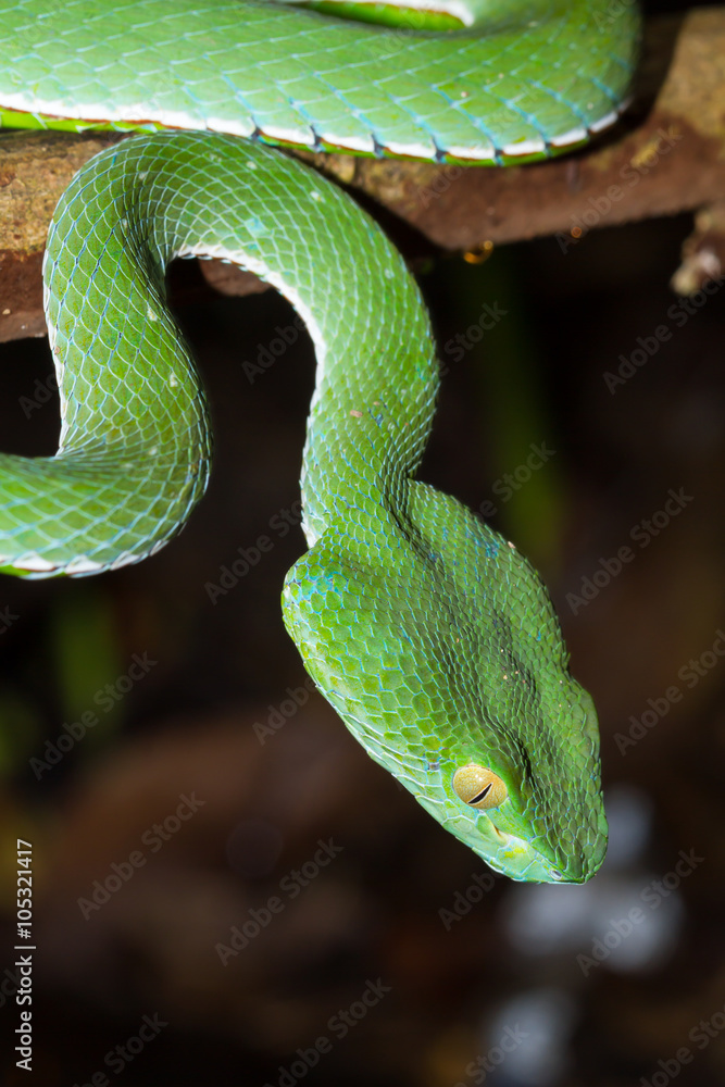 Closeup Chinese tree viper, Stejneger's pit viper, Bamboo pit viper ...