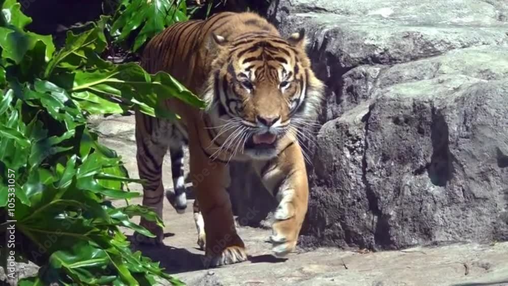 Sumatran Tiger (Panthera tigris sumatrae) walks. Sumatran tigers are ...