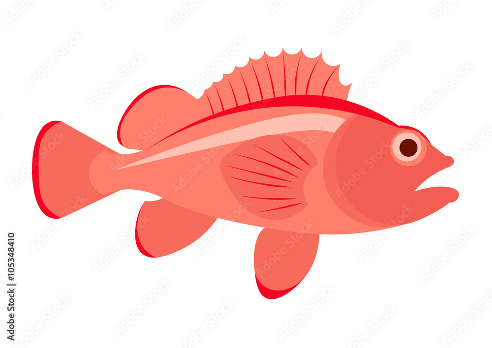 Sea bass fish vector illustration. Sea bass on white background. Sea ...