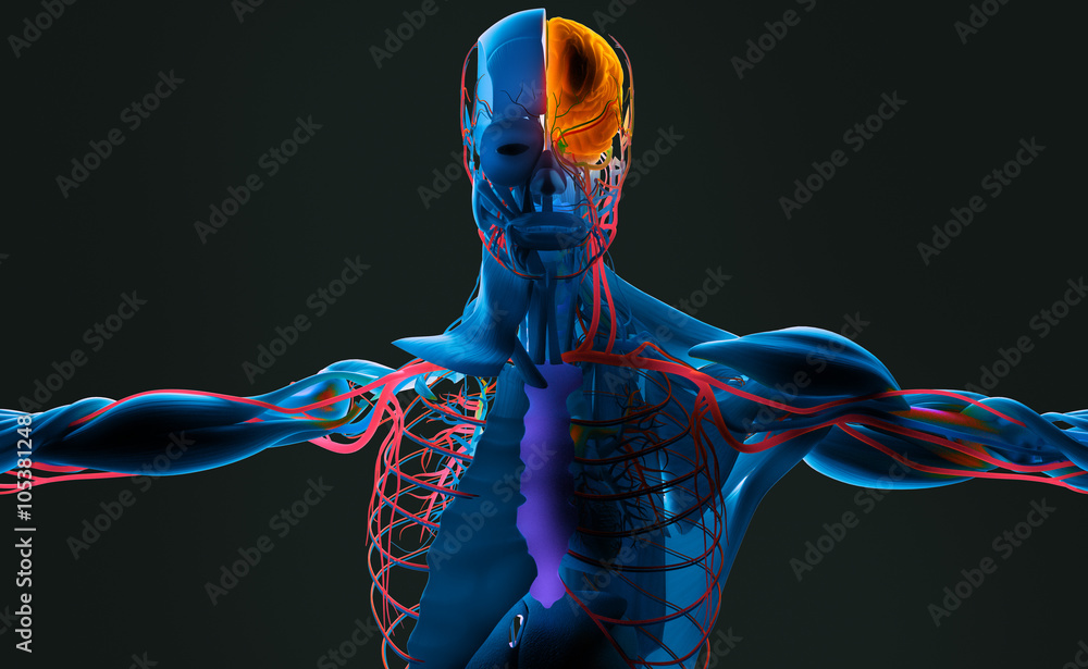 Human anatomy 3D futuristic scan technology with xray-like view of ...
