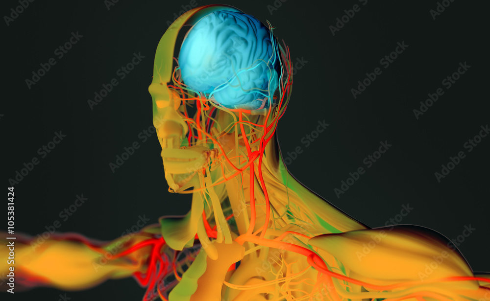 Human anatomy 3D futuristic scan technology with xray-like view of ...