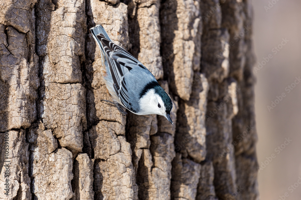The white-breasted nuthatch is a small songbird of the nuthatch family ...