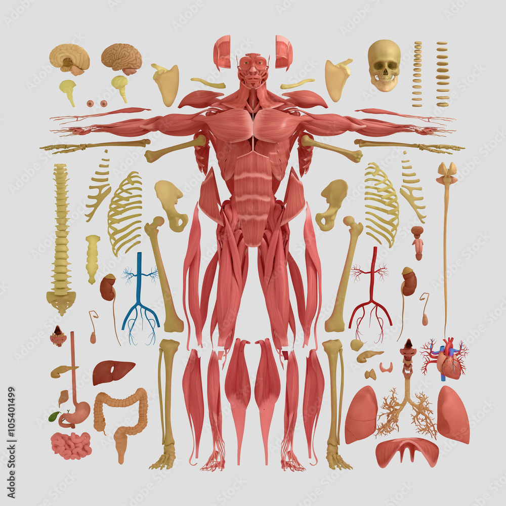 Human anatomy flat lay illustration of body parts. Warm tones on light ...