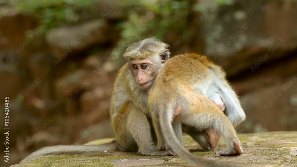family monkeys, children play. SriLanka Sigiriya Stock Video | Adobe Stock