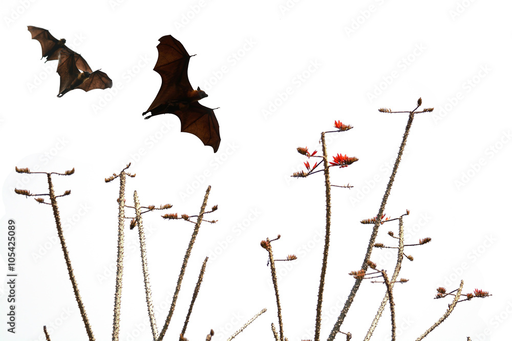 Bats silhouettes and beautiful branch for background usage wall mural ...